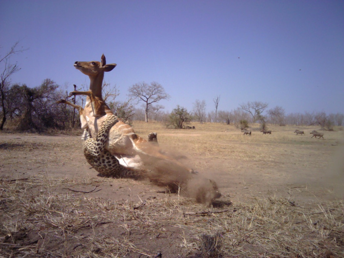 The Most Incredible Camera Trap Leopard Photo Ever? | Panthera